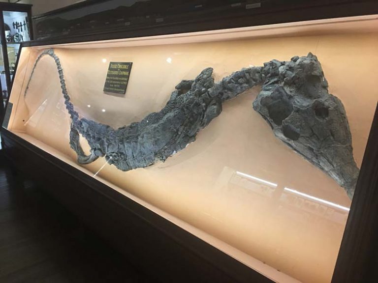 Whitby Fossils, How And Where To Find Fossils In And Around Whitby