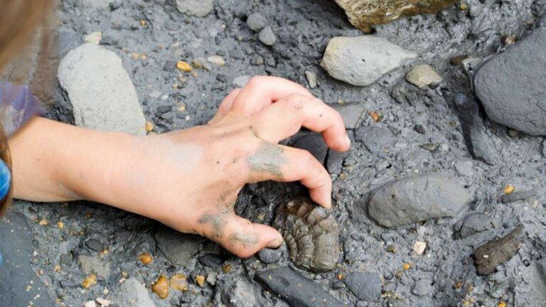 Whitby Fossils, How And Where To Find Fossils In And Around Whitby