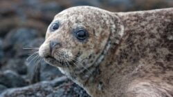 Seals at Ravenscar, Visit the Ravenscar Seal Colony