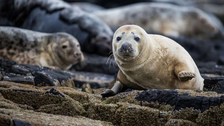 Seals at Ravenscar, Visit the Ravenscar Seal Colony