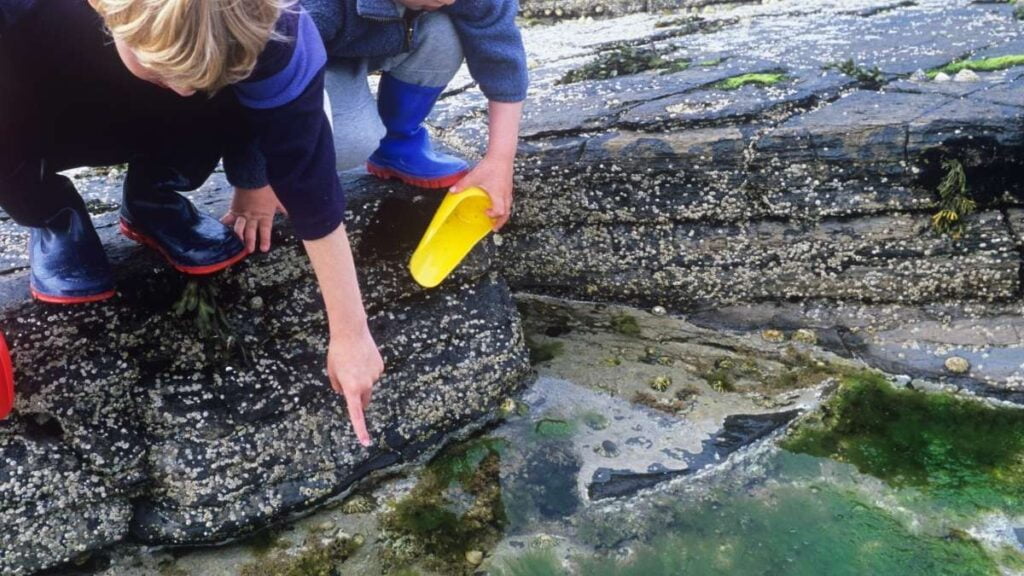 Wildlife On The North Yorkshire Coast, Wildlife You Might See