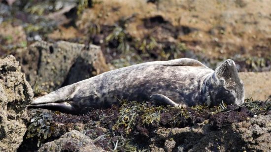 Seals at Ravenscar, Visit the Ravenscar Seal Colony