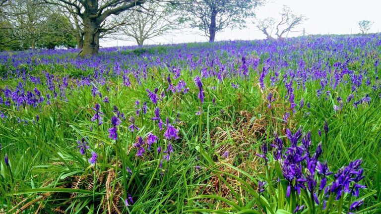 Roseberry Topping Walks, Visiting and Local Information