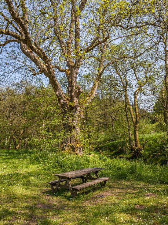 Dalby Forest Camping, Glamping, Campervan and Caravan Sites