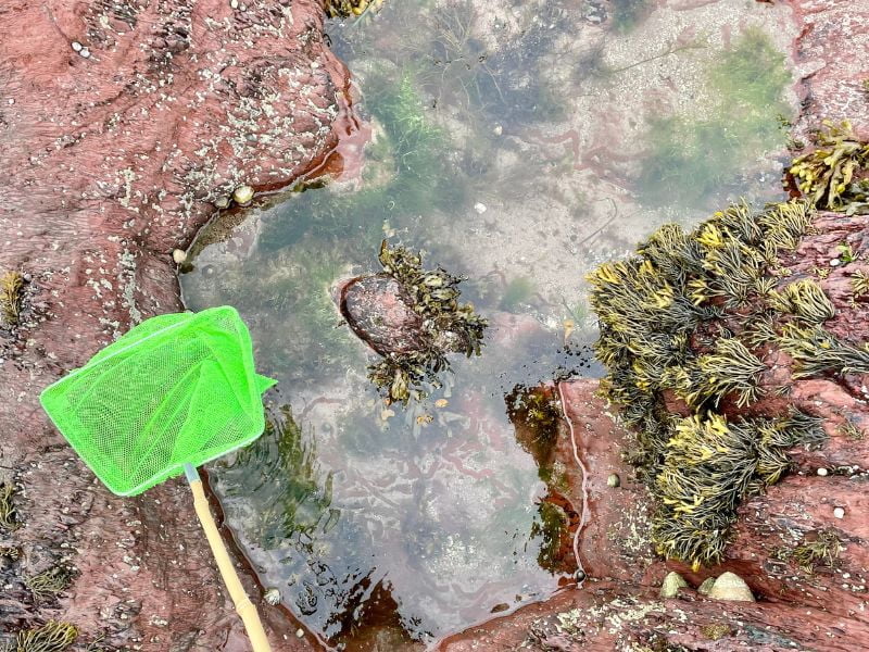 Best places for rock pooling in and around Whitby