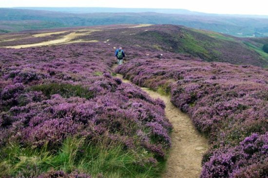 When Does the Heather Bloom in North York Moors?