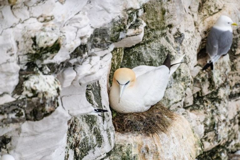 RSPB Bempton Cliffs, All You Need To Know | The Whitby Guide