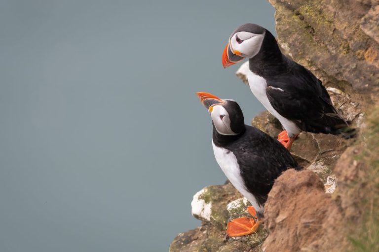 RSPB Bempton Cliffs, All You Need To Know | The Whitby Guide