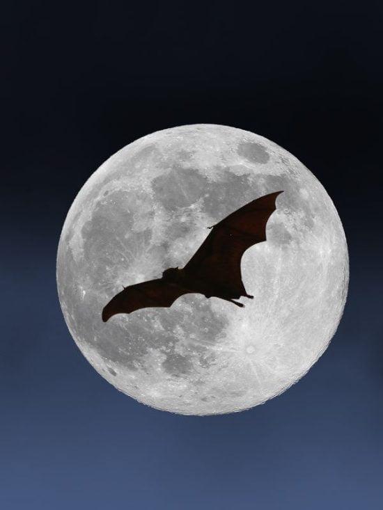 Symbols and Motifs in Dracula, Blood, Bats, and Beyond
