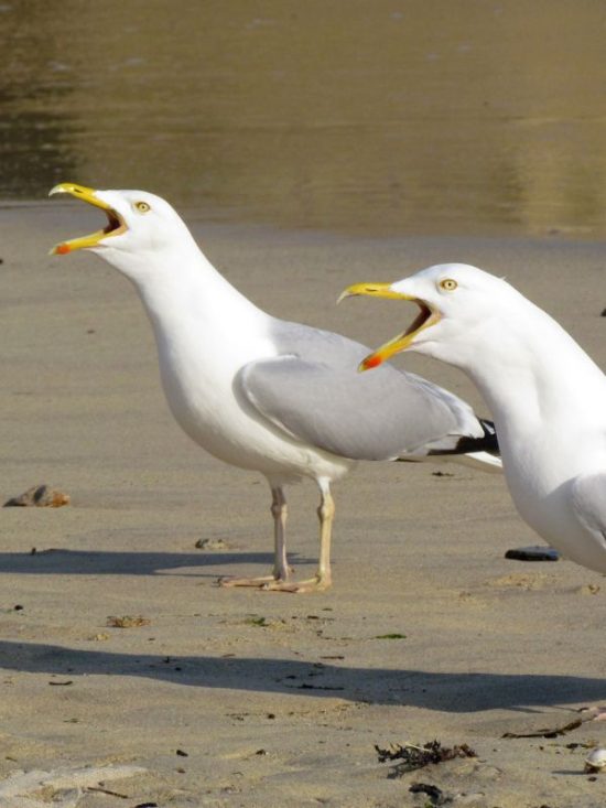 Are Seagulls Dangerous?