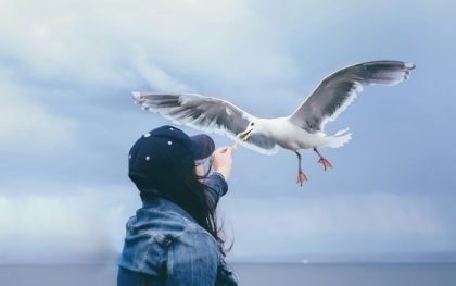 Are Seagulls Dangerous?